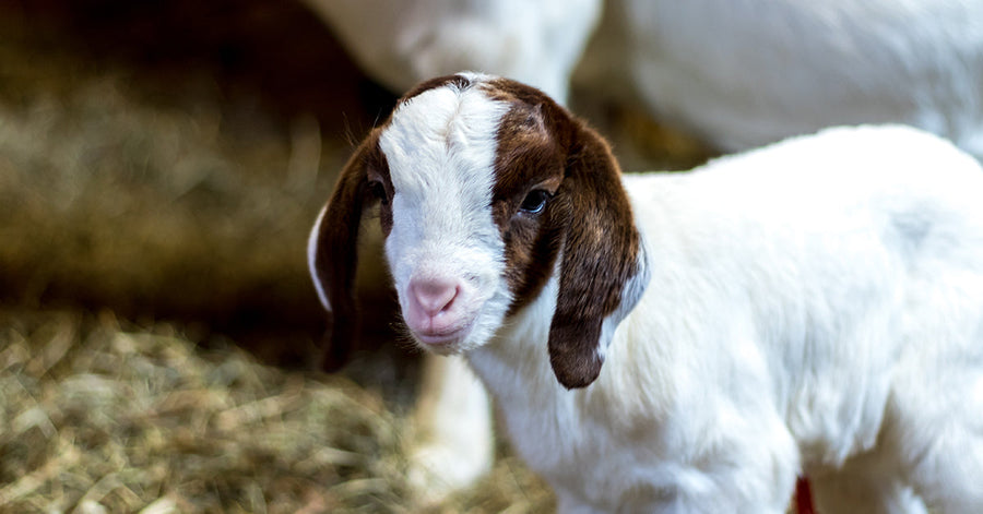 Baby Goat and Lamb Care: Your Essential Guide to Creep Feeding ...