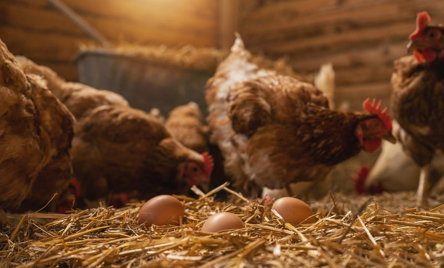 The Ultimate Guide to Chicken Bedding – Kalmbach Feeds®