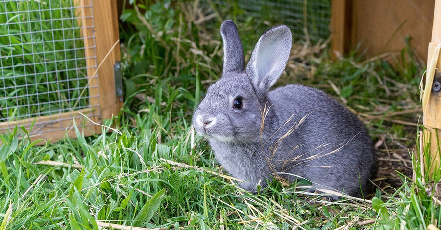 Healthy Bunnies: Rabbit Management & Handling Tips – Kalmbach Feeds®