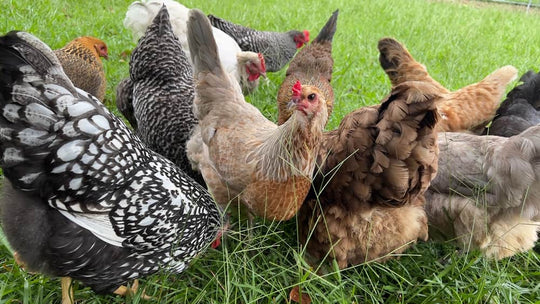 Choosing the Best Chicken Breeds for Your Backyard Flock – Kalmbach Feeds®