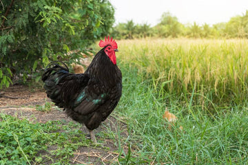 Australorp Chicken Care Guide | Kalmbach Feeds®
