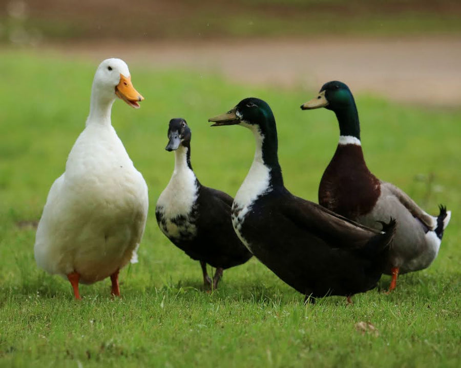 What to Feed Ducks and Geese: Complete Nutrition Guide – Kalmbach Feeds®