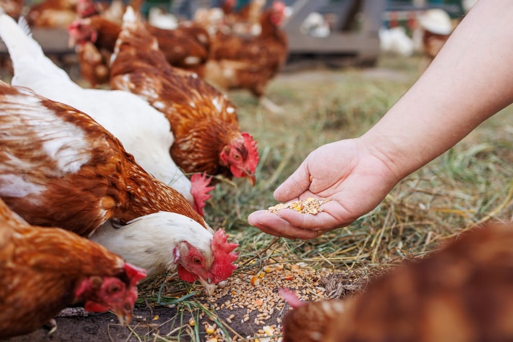 Chicken Impacted Crop Guide: Causes & Care | Kalmbach Feeds®