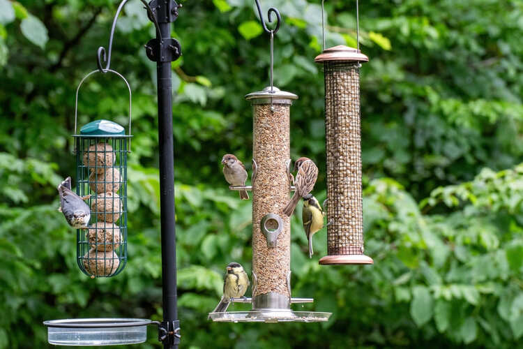 How to Build a Backyard Bird Feeding Setup That Works – Kalmbach Feeds®