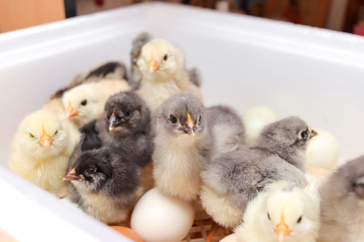 Chicken Hatching Timeline & Guide | Kalmbach Feeds®