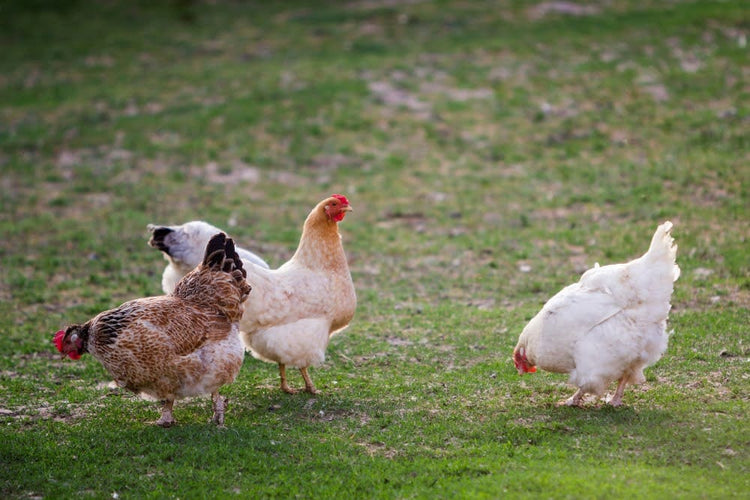 Menopause in Chickens: Age Effects on Egg Production – Kalmbach Feeds®