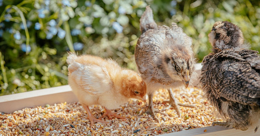 Starter & Grower Phases in Chickens - What Are The Differences ...