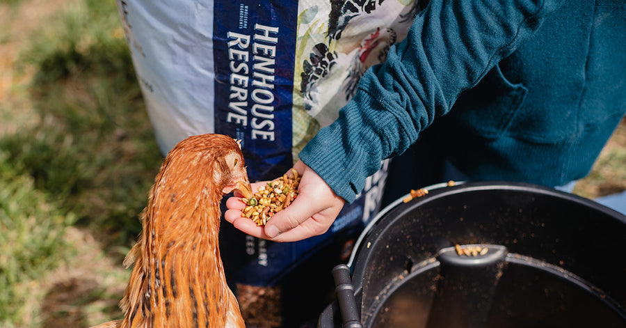 A Full Guide to Chickens Sorting Their Feed | Kalmbach Feeds – Kalmbach ...