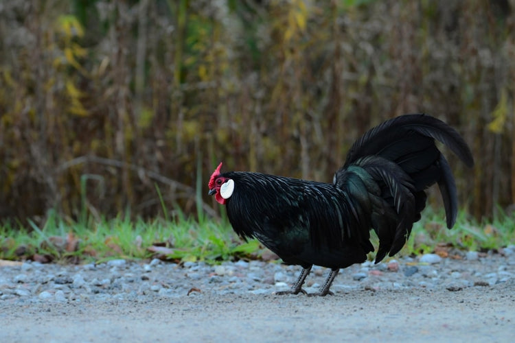 Minorca Chickens Care Guide: History, Traits & Tips – Kalmbach Feeds®