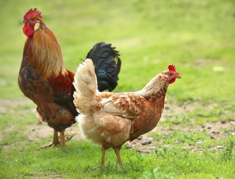 Rooster vs Hen: Key Differences & How to Tell the Difference – Kalmbach ...