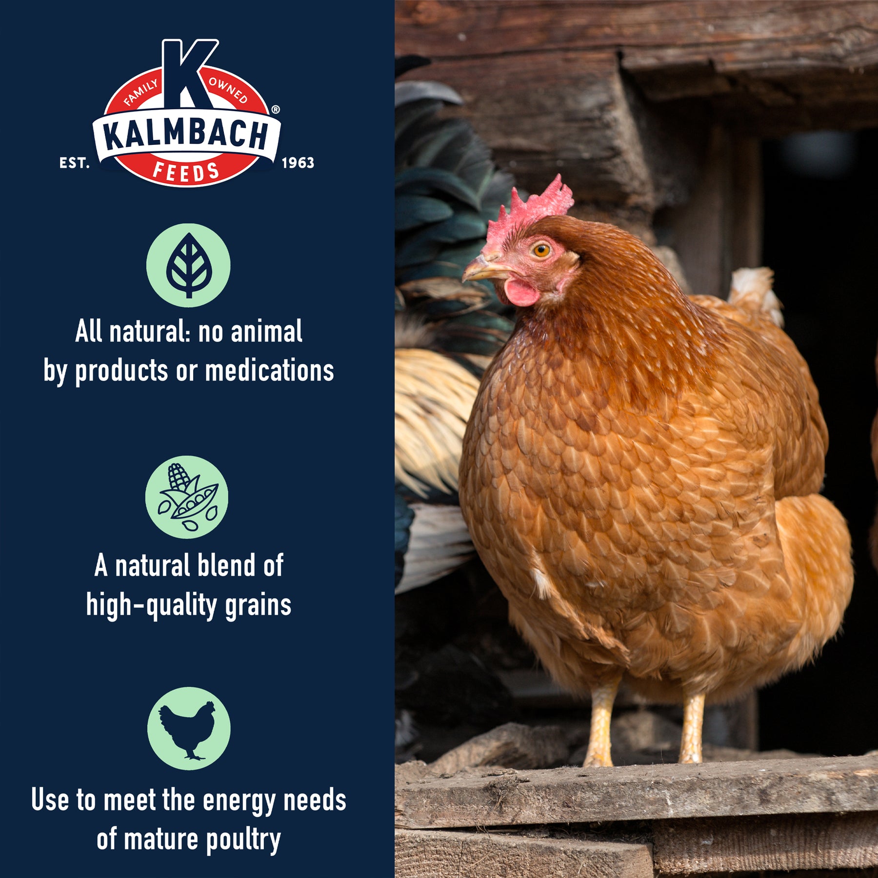 Natural 5-Grain Scratch Feed for Chickens | Kalmbach Feeds®