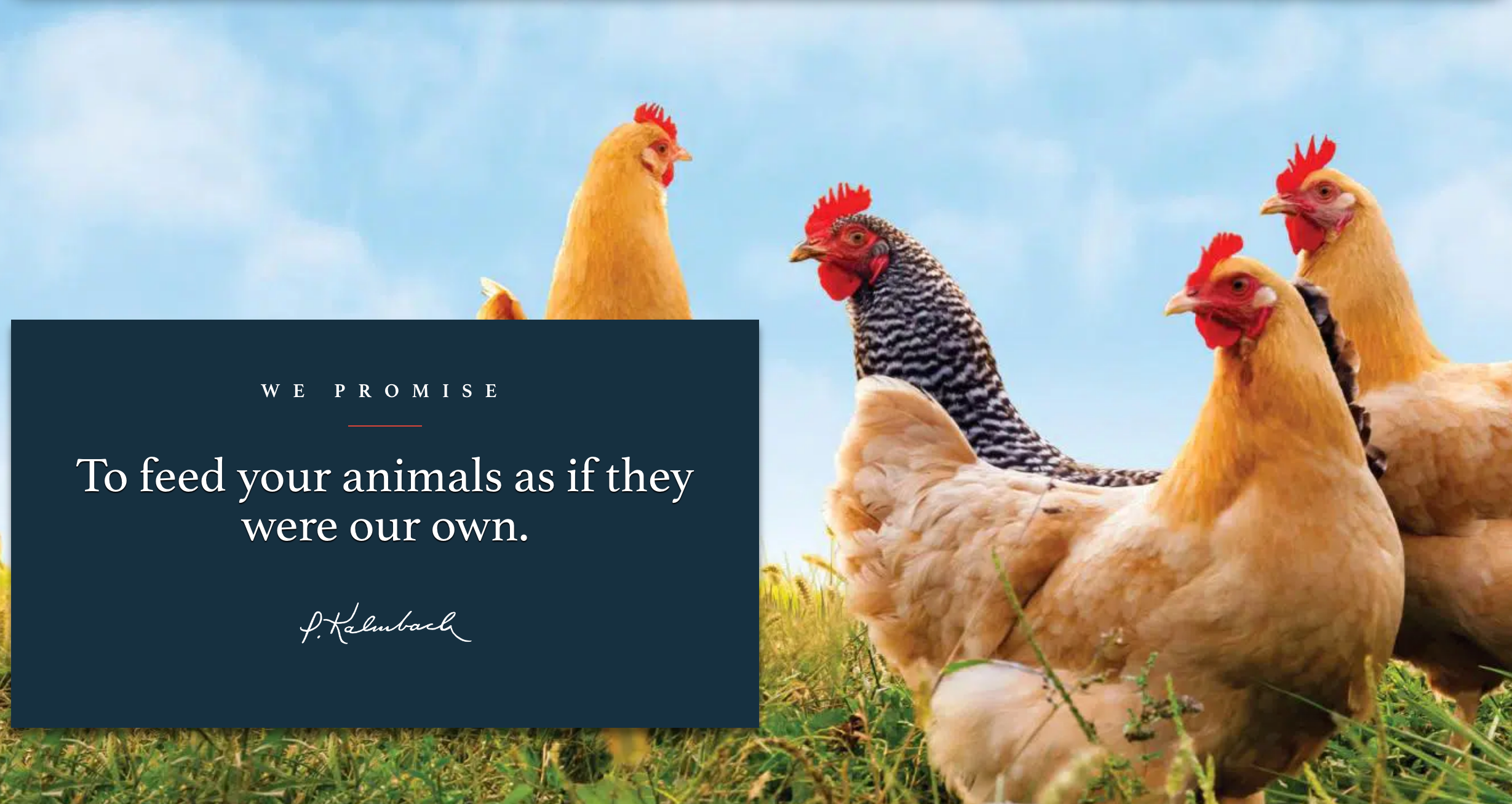 Frizzle Chickens: Beginner's Guide for Curly-Feathered Birds – Kalmbach ...