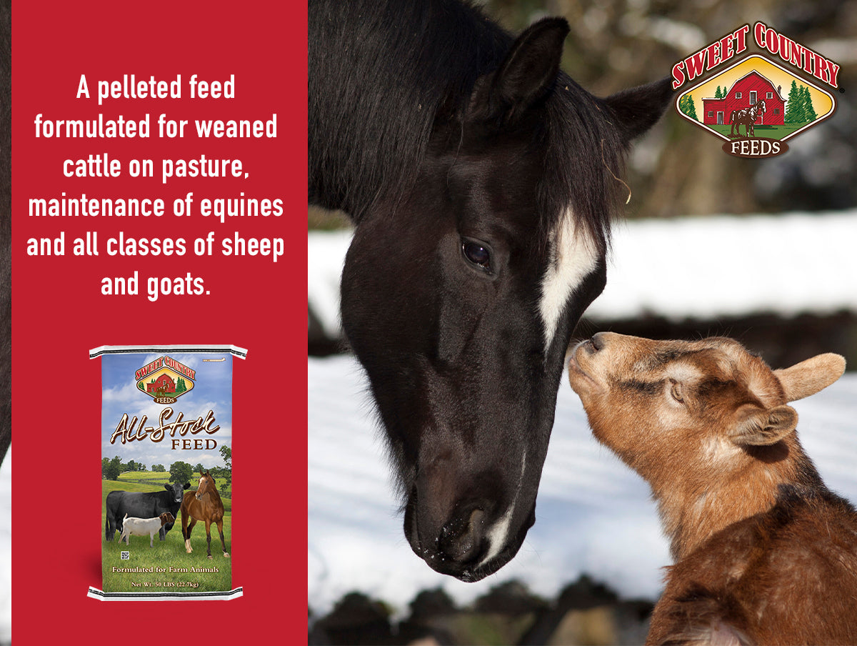 Sweet Country 12% All Stock Sweet Feed – Kalmbach Feeds®