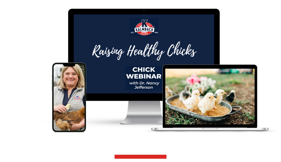 Chickens – Kalmbach Feeds®