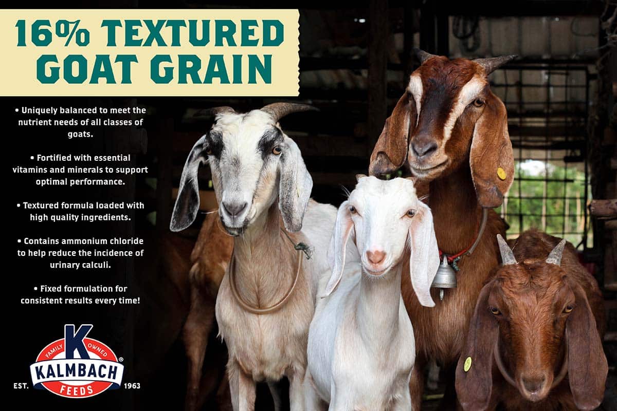 16% Goat Grain – Kalmbach Feeds®