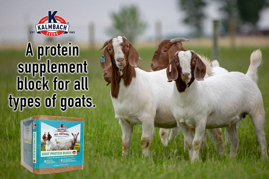 Goat Protein Block – Kalmbach Feeds®